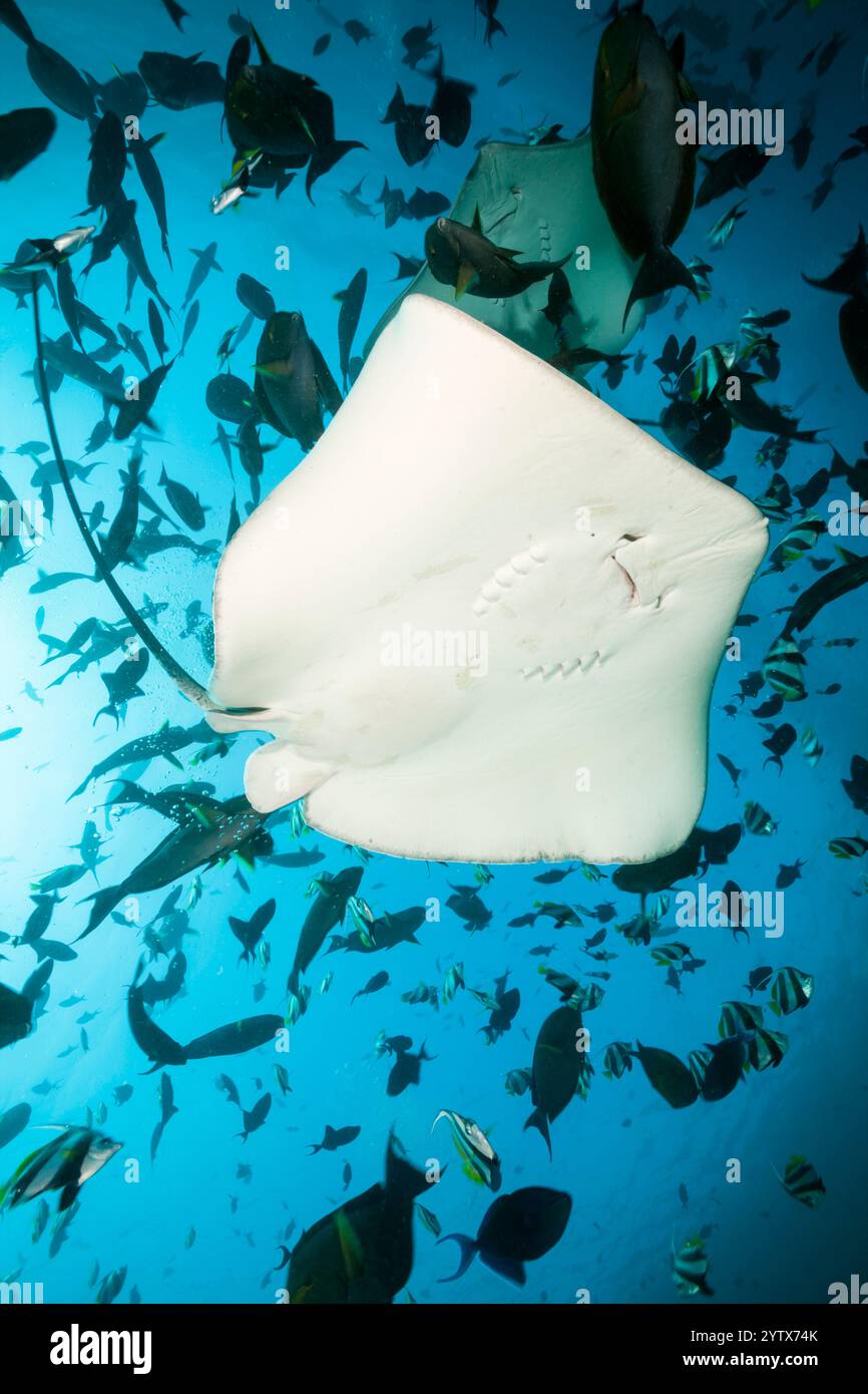 Pink Whipray, Pateobatis fai, North Male Atoll, Indian Ocean, Maldives ...