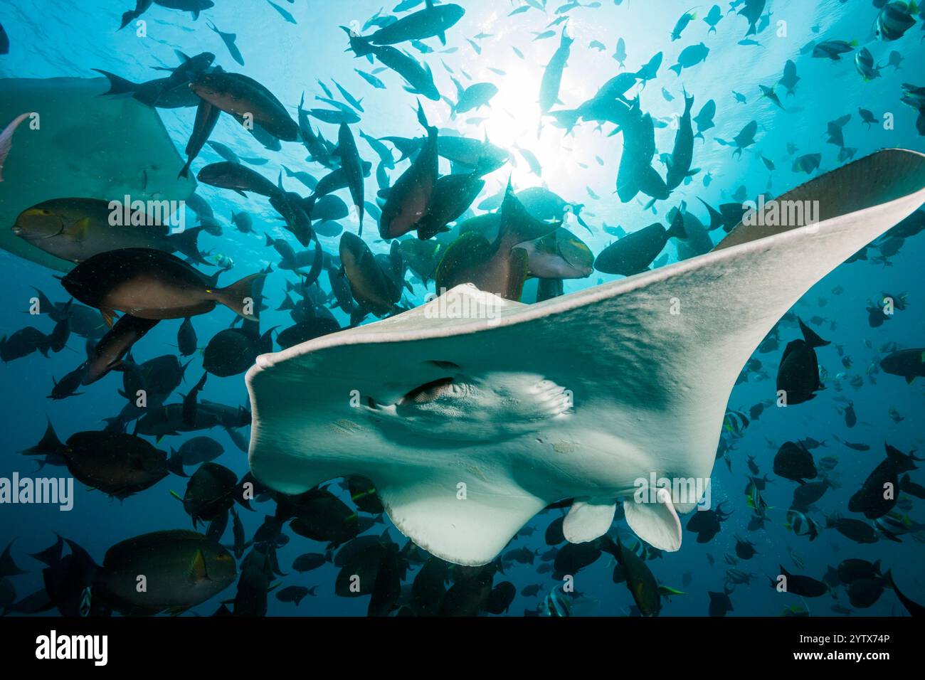 Pink Whipray, Pateobatis fai, North Male Atoll, Indian Ocean, Maldives ...