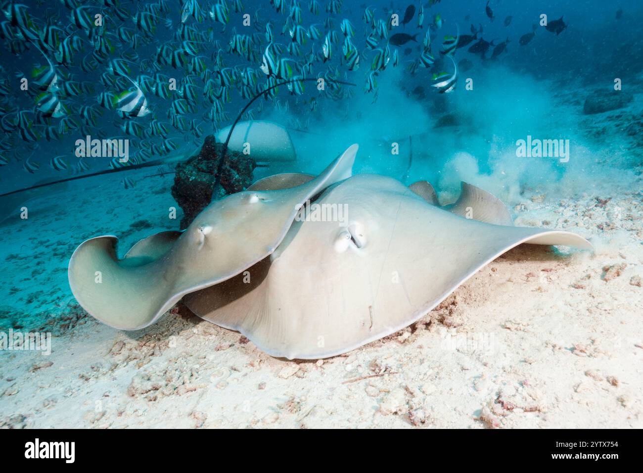 Pink Whipray, Pateobatis fai, North Male Atoll, Indian Ocean, Maldives ...