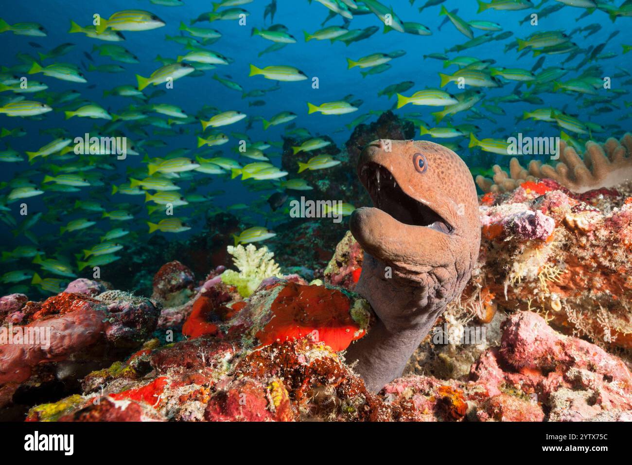 Giant Moray, Gymnothorax javanicus, Ari Atoll, Indian Ocean, Maldives ...