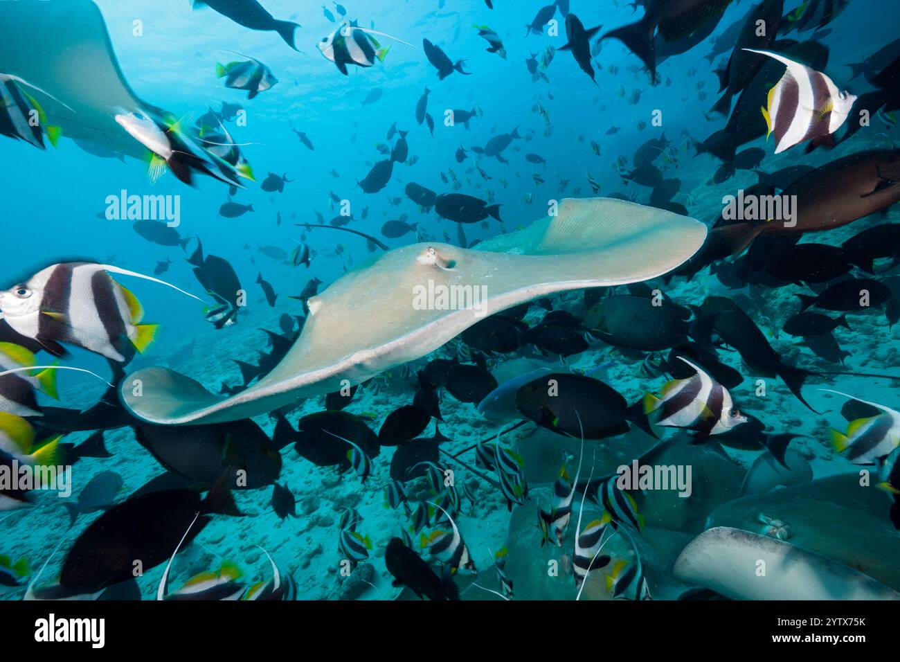 Pink Whipray, Pateobatis fai, North Male Atoll, Indian Ocean, Maldives ...