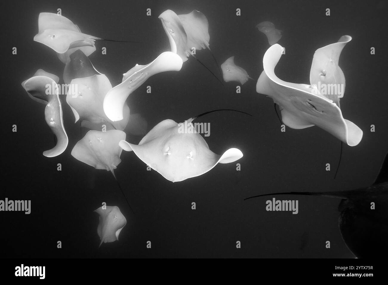 Pink Whipray, Pateobatis fai, North Male Atoll, Indian Ocean, Maldives ...