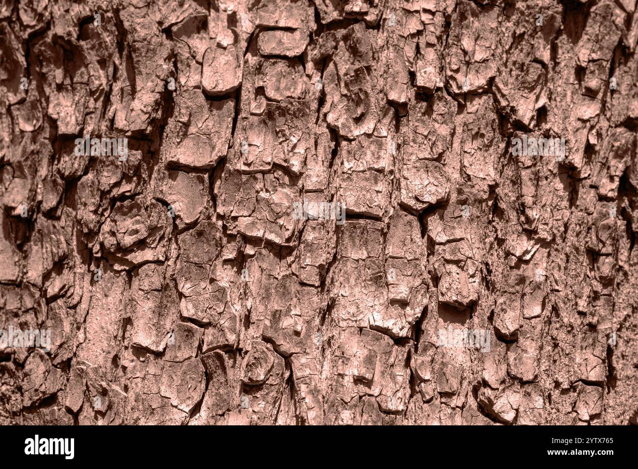Tree bark texture. Demonstrating color of 2025 year mocha mousse Stock ...