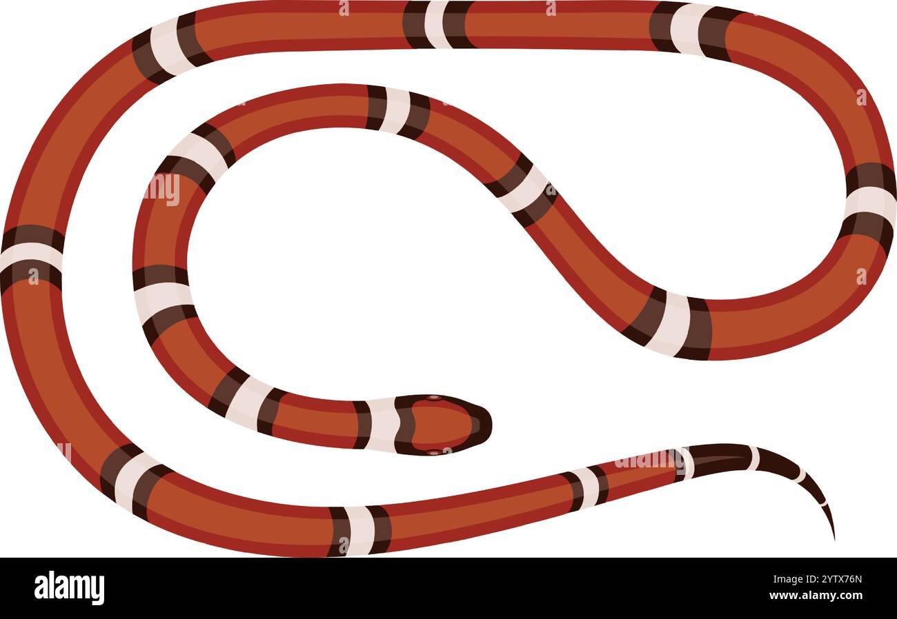 Sinaloan milk snake crawling across the ground, displaying its vibrant ...