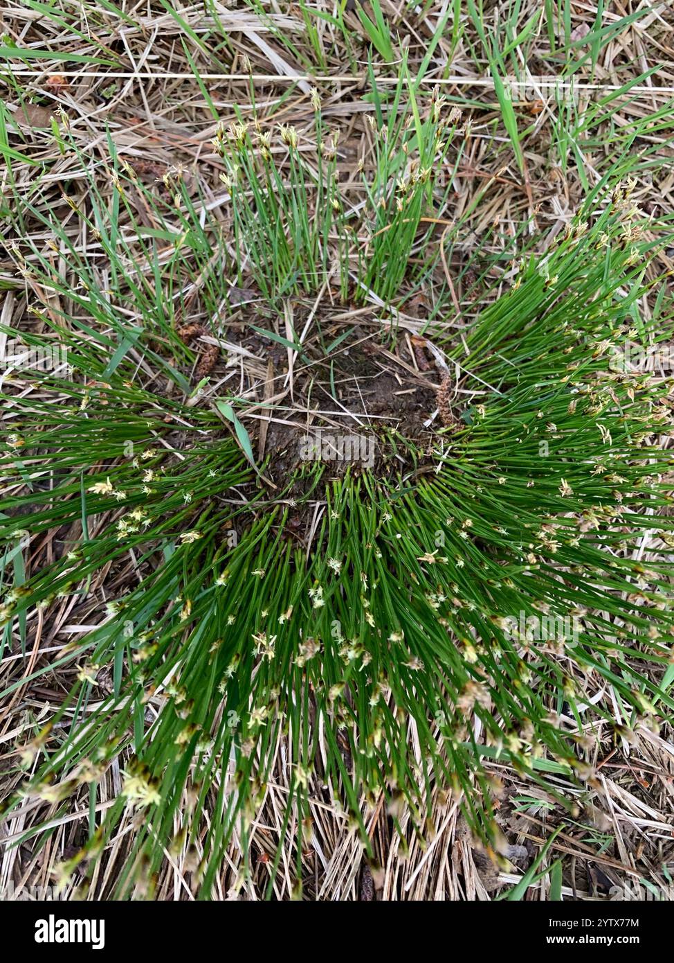 Trichophorum cespitosum hi-res stock photography and images - Alamy