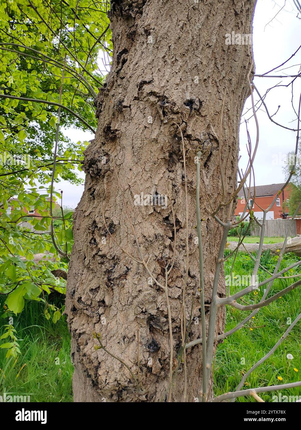 Ash Dieback (Hymenoscyphus fraxineus Stock Photo - Alamy