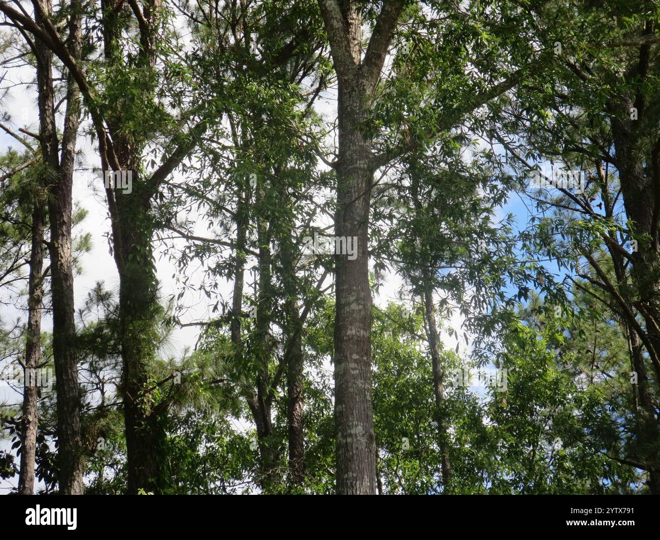 willow oak (Quercus phellos Stock Photo - Alamy