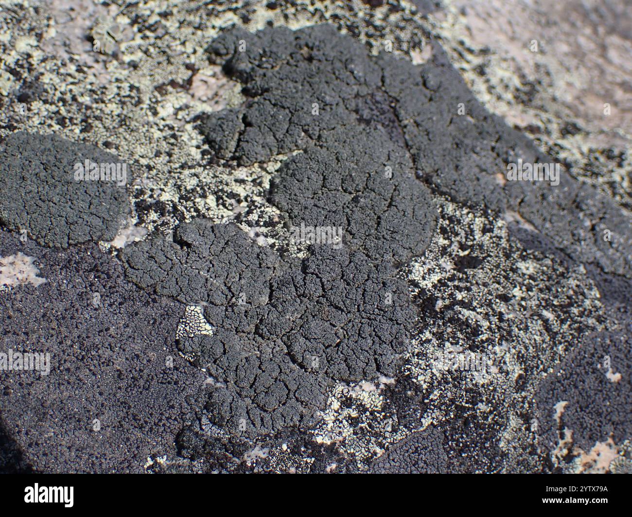 common lichens (Lecanoromycetes Stock Photo - Alamy