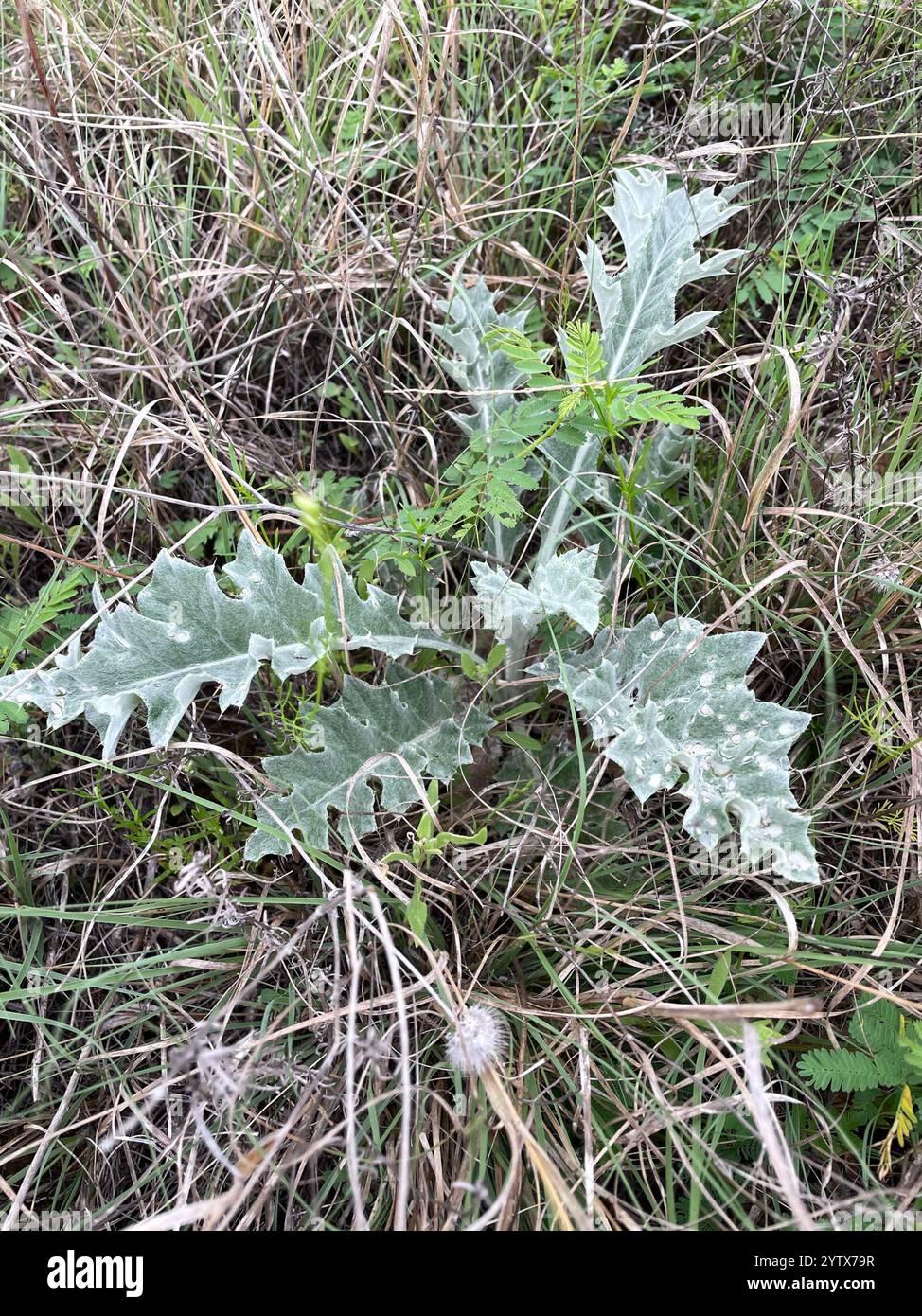 wavyleaf thistle (Cirsium undulatum Stock Photo - Alamy