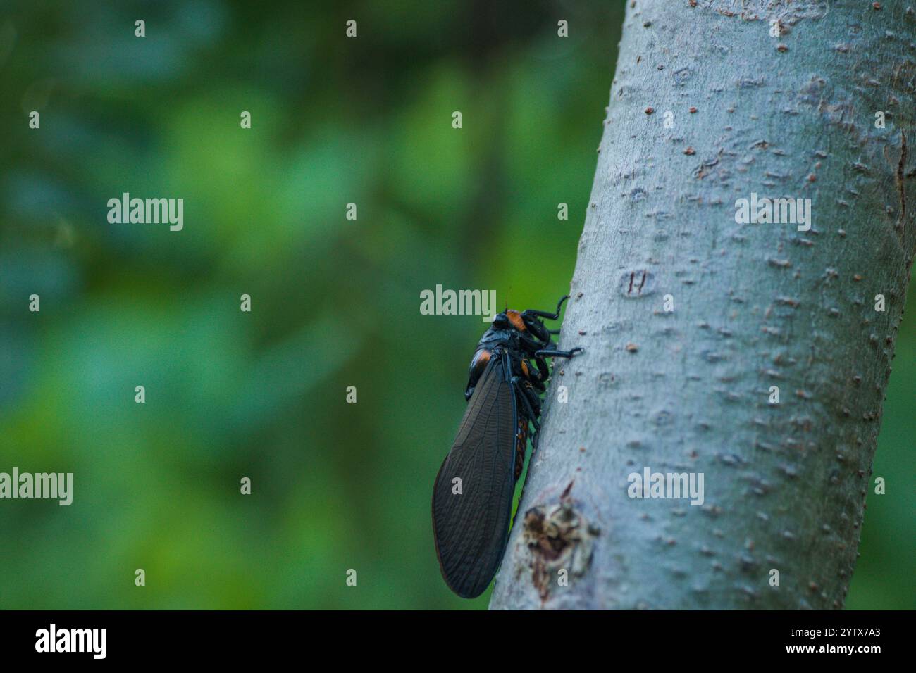 Cicadas head hi-res stock photography and images - Alamy