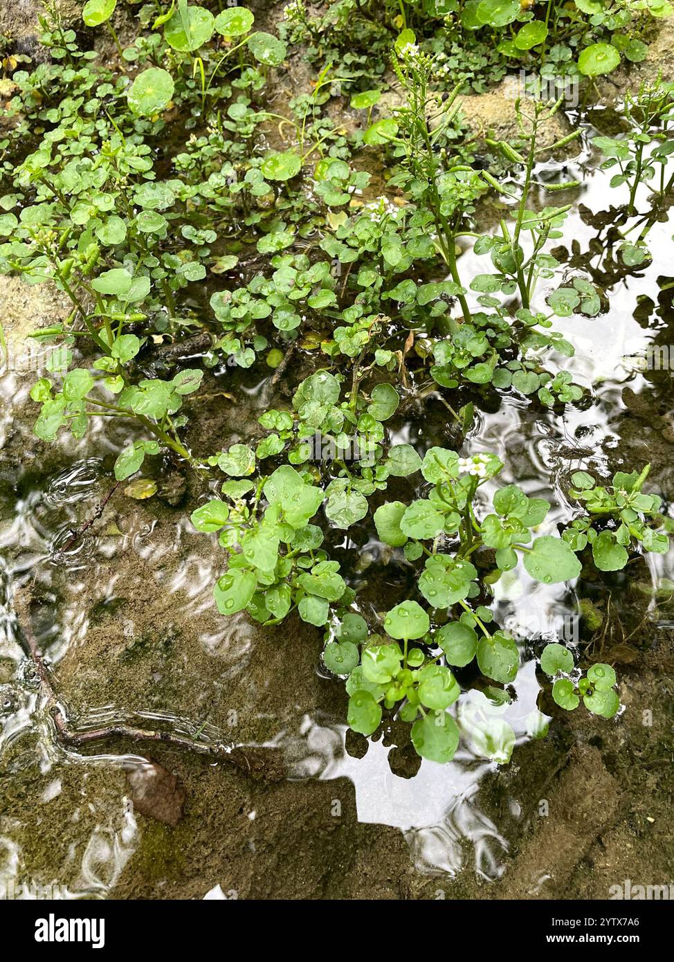 watercress (Nasturtium officinale Stock Photo - Alamy