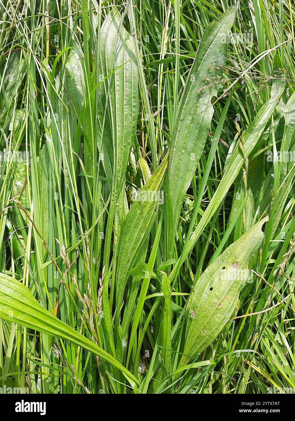 ribwort plantain (Plantago lanceolata Stock Photo - Alamy