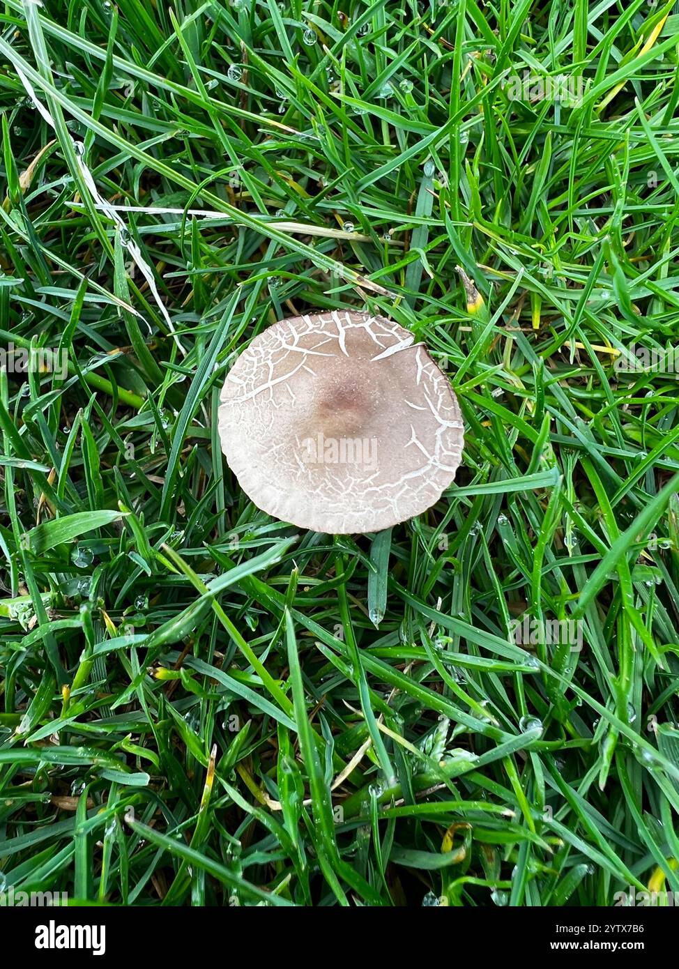 Mower's Mushroom (Panaeolus foenisecii Stock Photo - Alamy