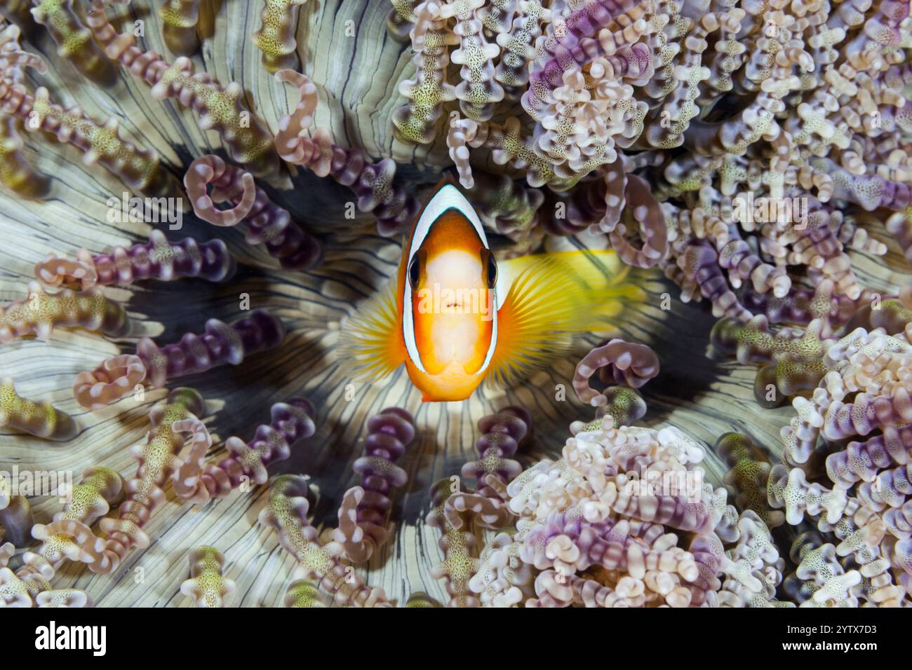 Clarks Anemonefish, Amphiprion clarkii, Forgotten Islands, Indonesia ...