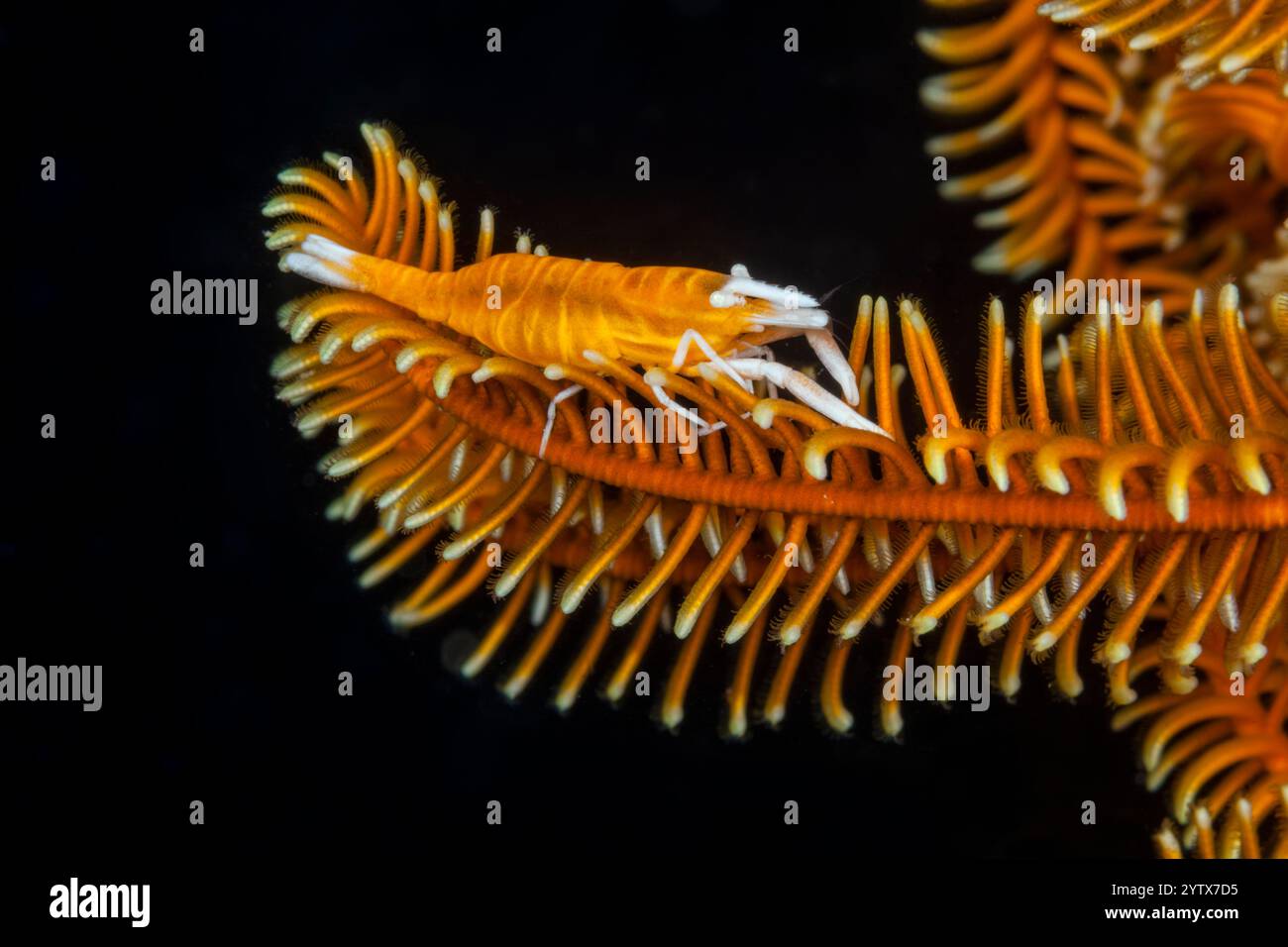 Commensal Shrimp of Crinoid, Periclimenes amboinensis, Forgotten ...