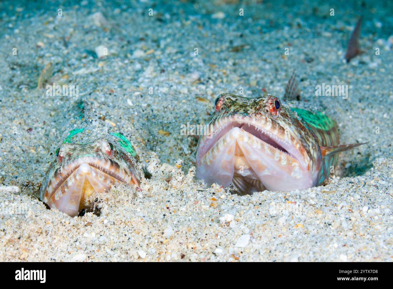 Reef Lizardfish, Synodus variegatus, Forgotten Islands, Indonesia Stock ...