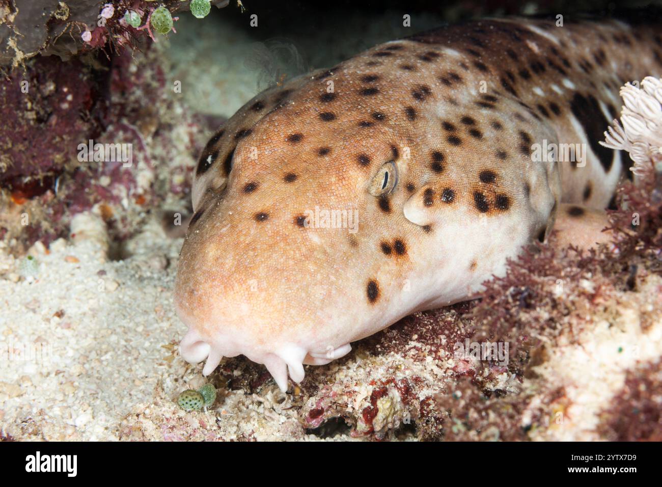 Epaulette Shark Walking Walking Shark Ambles Into Bristol Aquarium