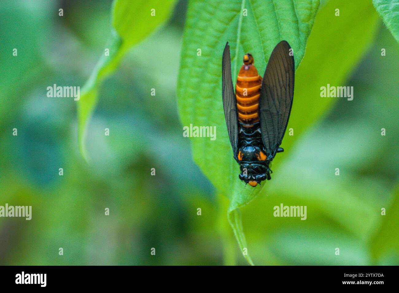 Leaf cicada hi-res stock photography and images - Alamy