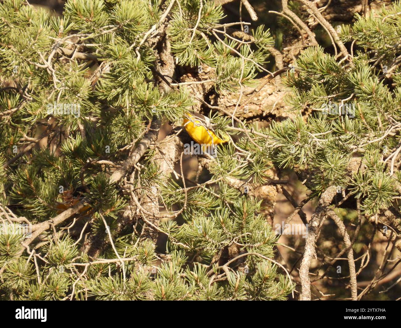 Scott's Oriole (Icterus parisorum Stock Photo - Alamy