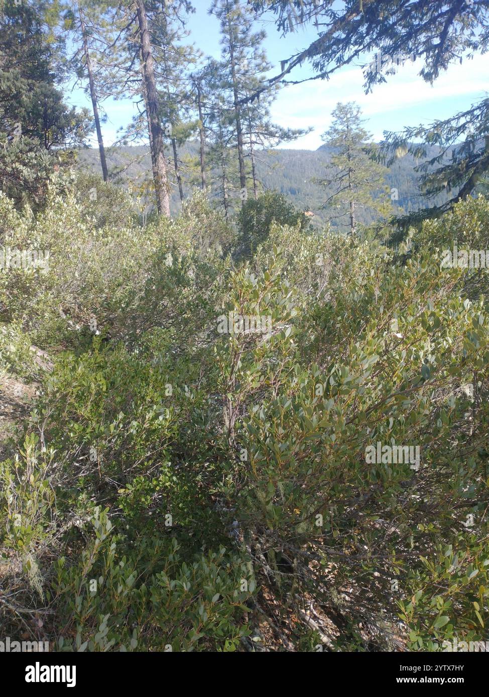 Huckleberry oak hi-res stock photography and images - Alamy
