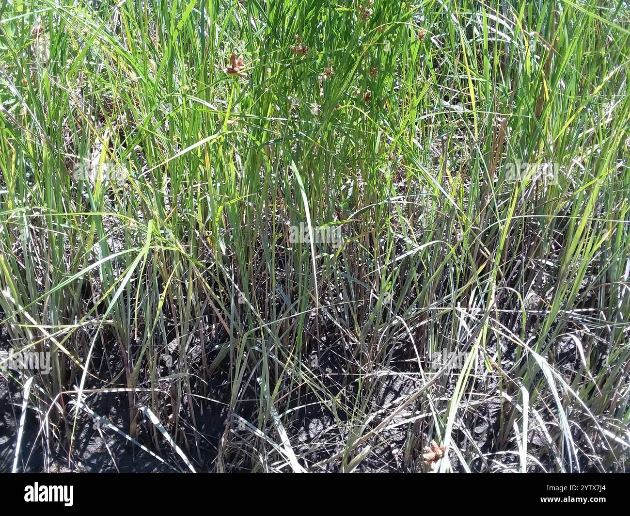 Bolboschoenus robustus hi-res stock photography and images - Alamy