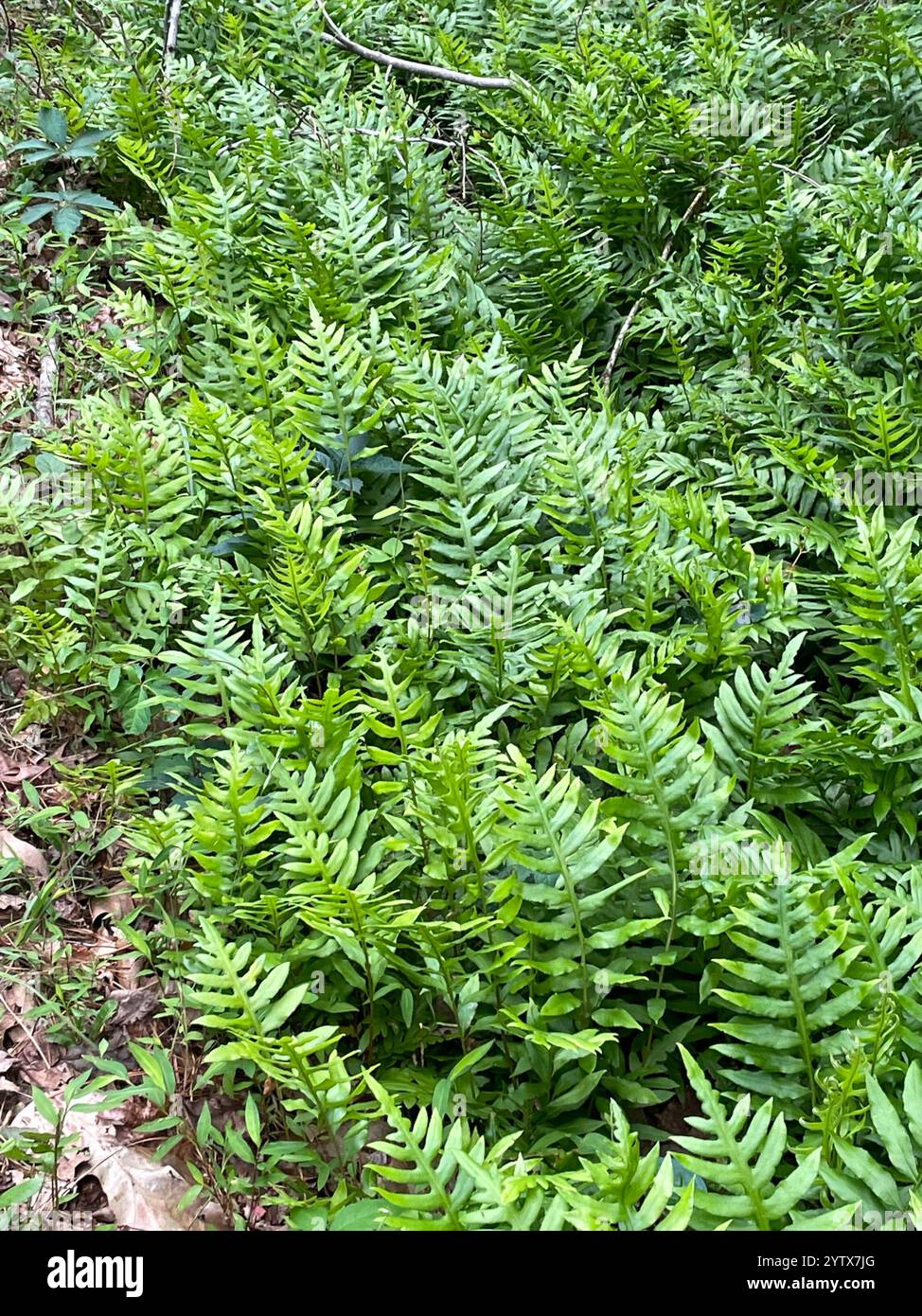 netted chain fern (Woodwardia areolata Stock Photo - Alamy