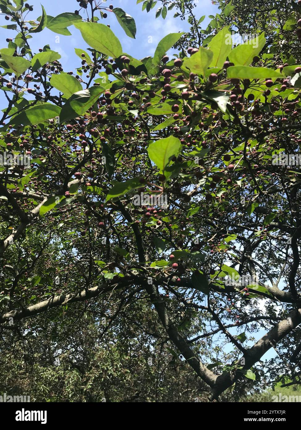 sweet crabapple (Malus coronaria Stock Photo - Alamy
