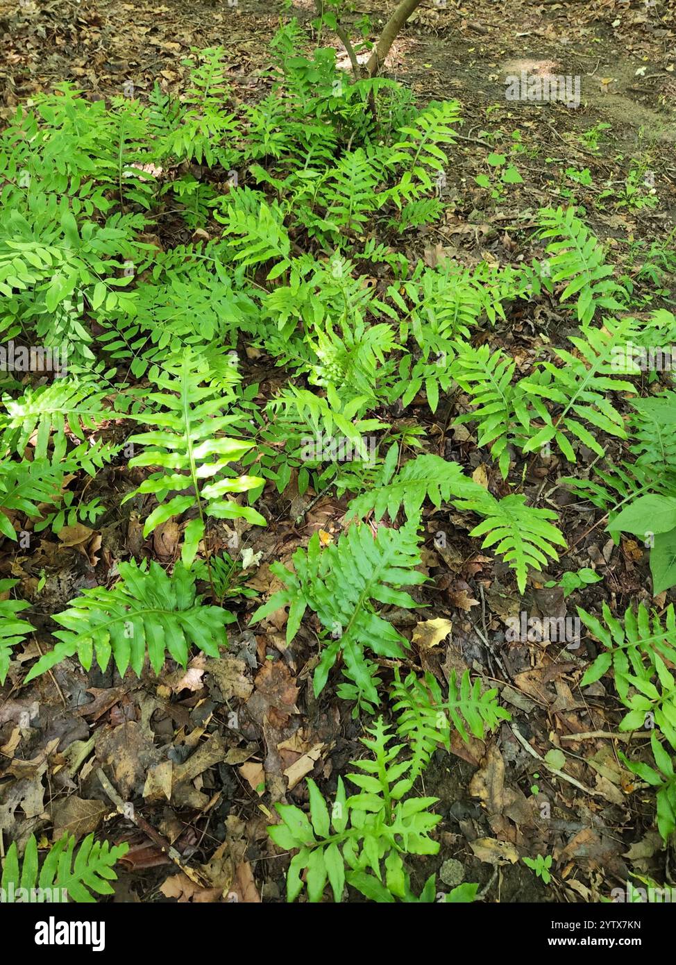 netted chain fern (Woodwardia areolata Stock Photo - Alamy