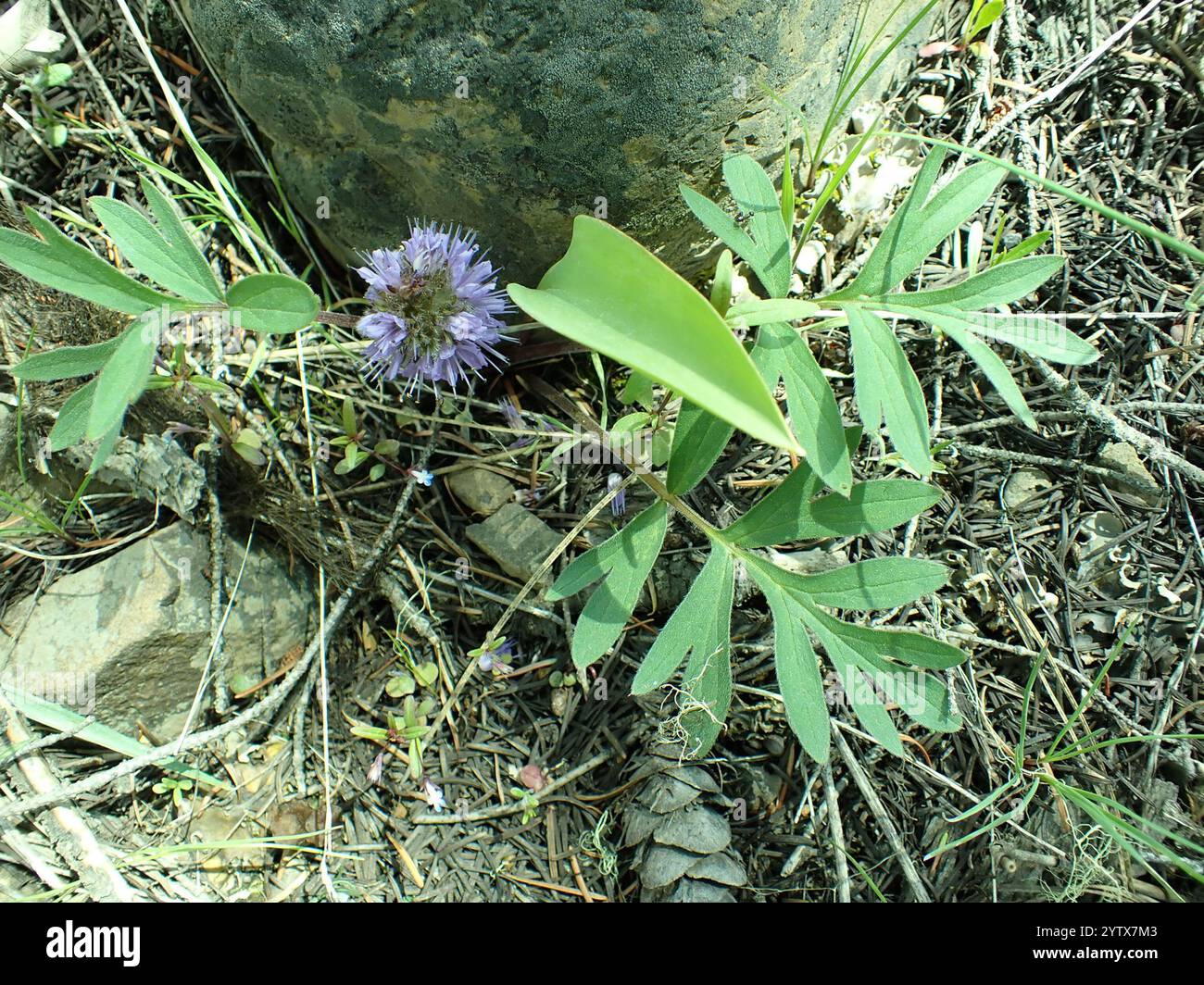 ballhead waterleaf (Hydrophyllum capitatum Stock Photo - Alamy