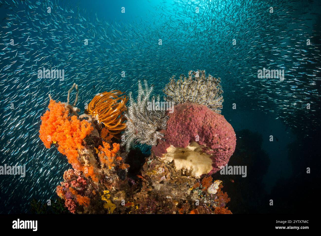 Colored Coral Reef, Raja Ampat, West Papua, Indonesia Stock Photo - Alamy