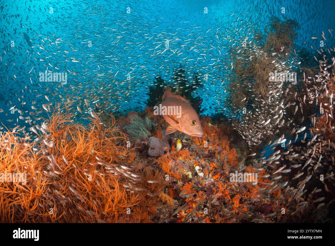 Red Snapper in Coral reef, Lutjanus bohar, Raja Ampat, West Papua ...