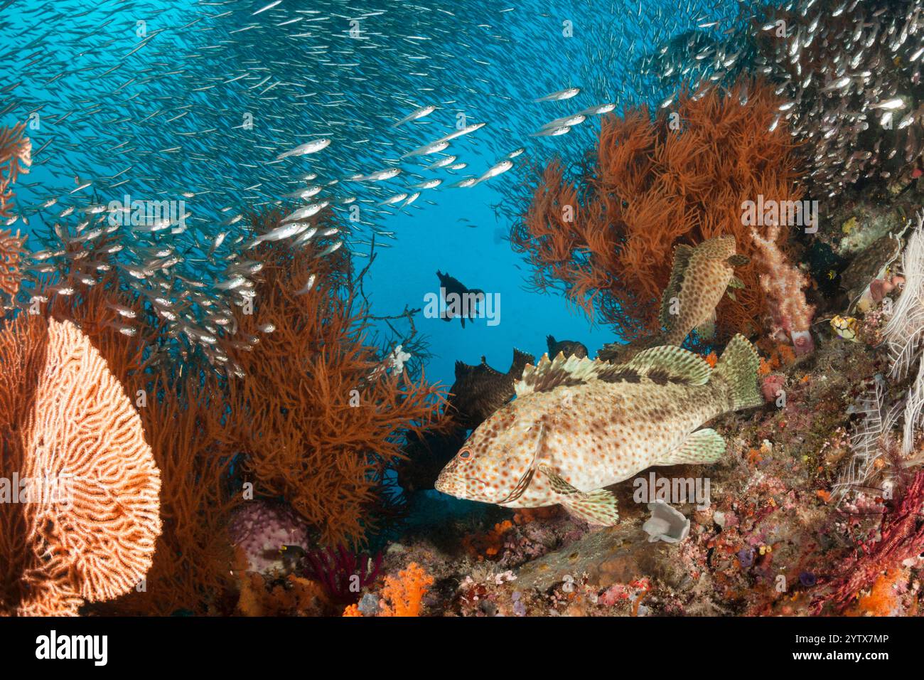 Coral Grouper in Coral Reef, Epinephelus sp., Raja Ampat, West Papua ...