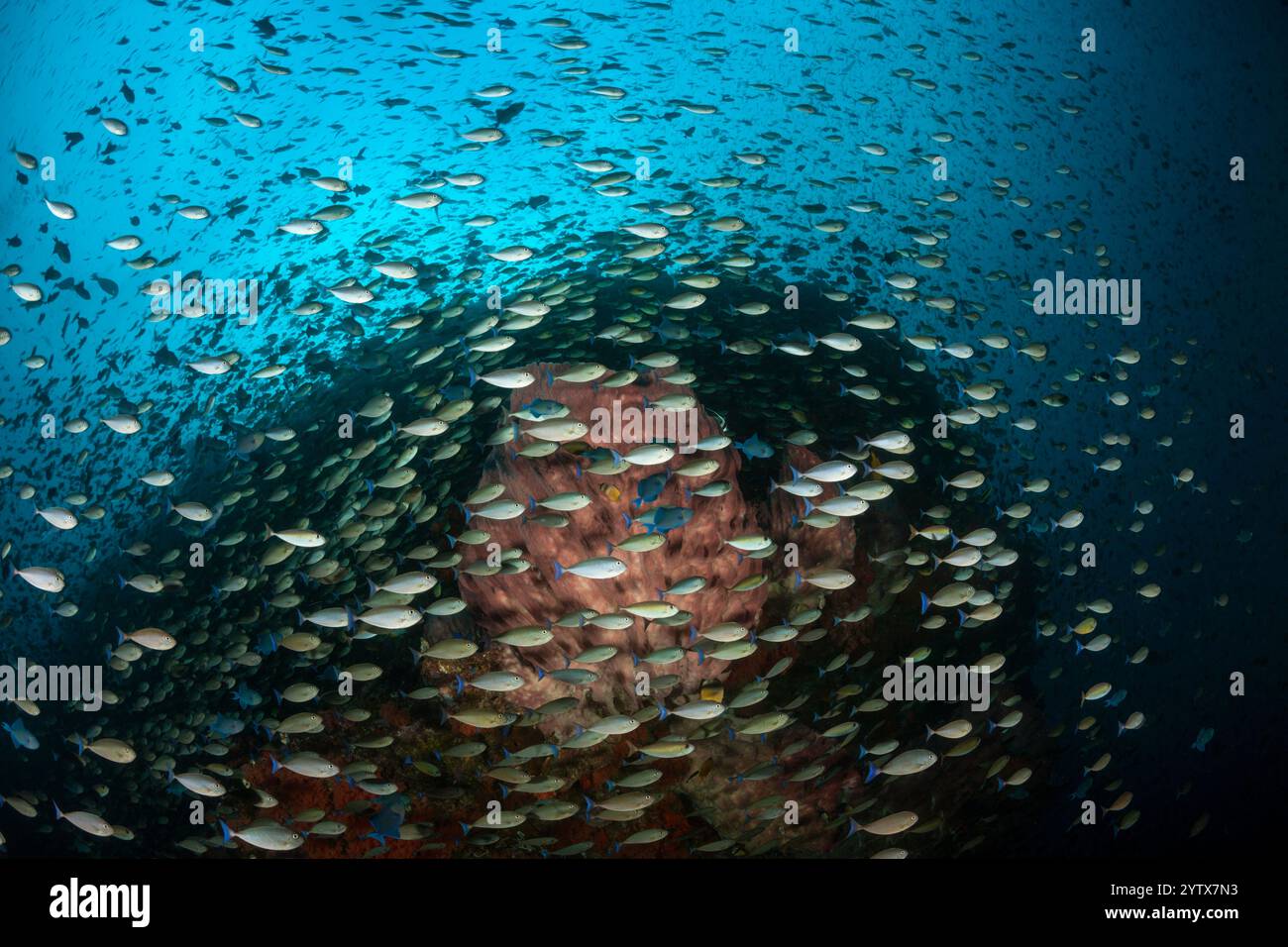 Coral fishes and reef, Banda Neira, Banda Sea, Indonesia Stock Photo - Alamy