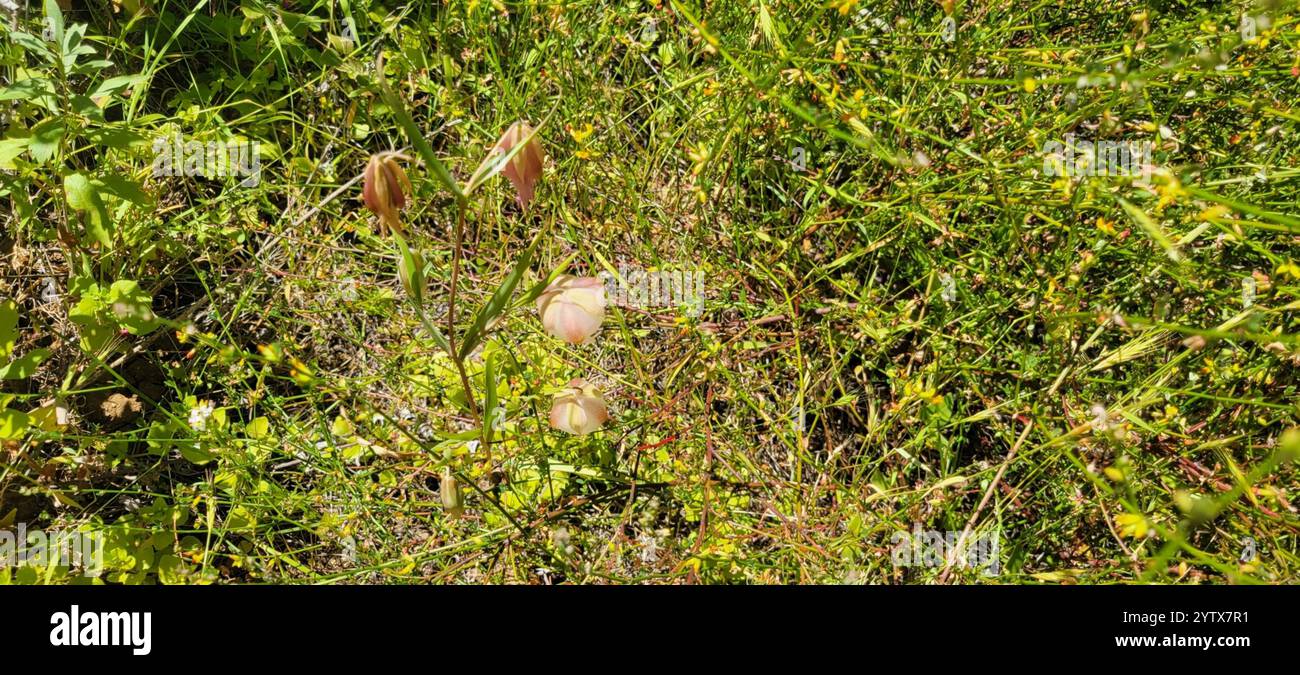 White Globe Lily (Calochortus albus Stock Photo - Alamy
