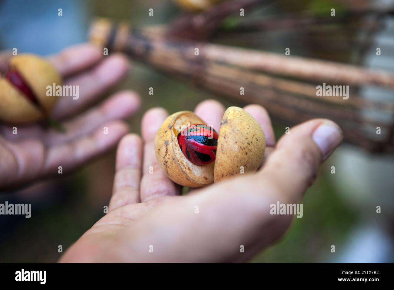 Nutmeg, Banda Neira, Banda See, Indonesia Stock Photo - Alamy