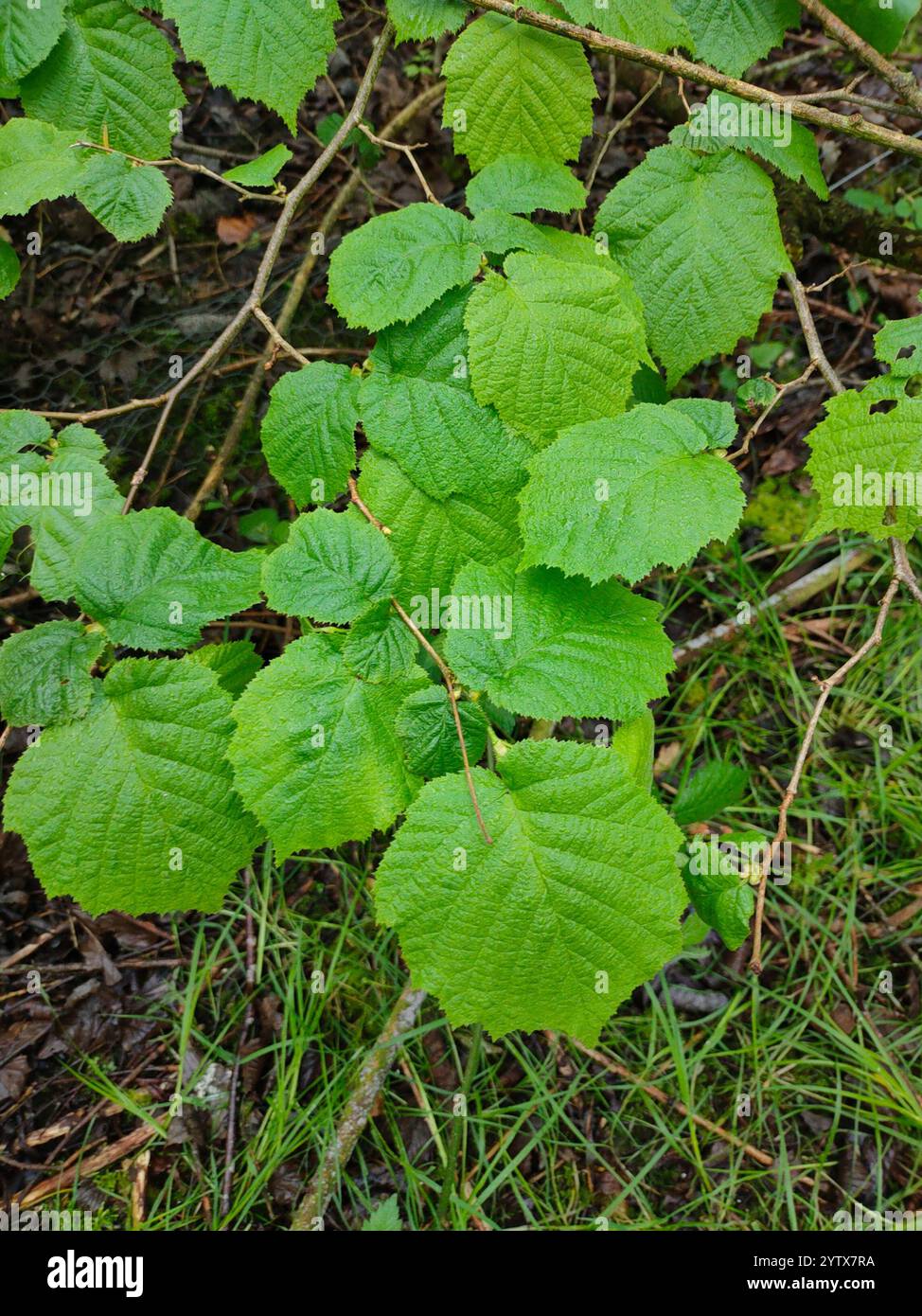 common hazel (Corylus avellana Stock Photo - Alamy