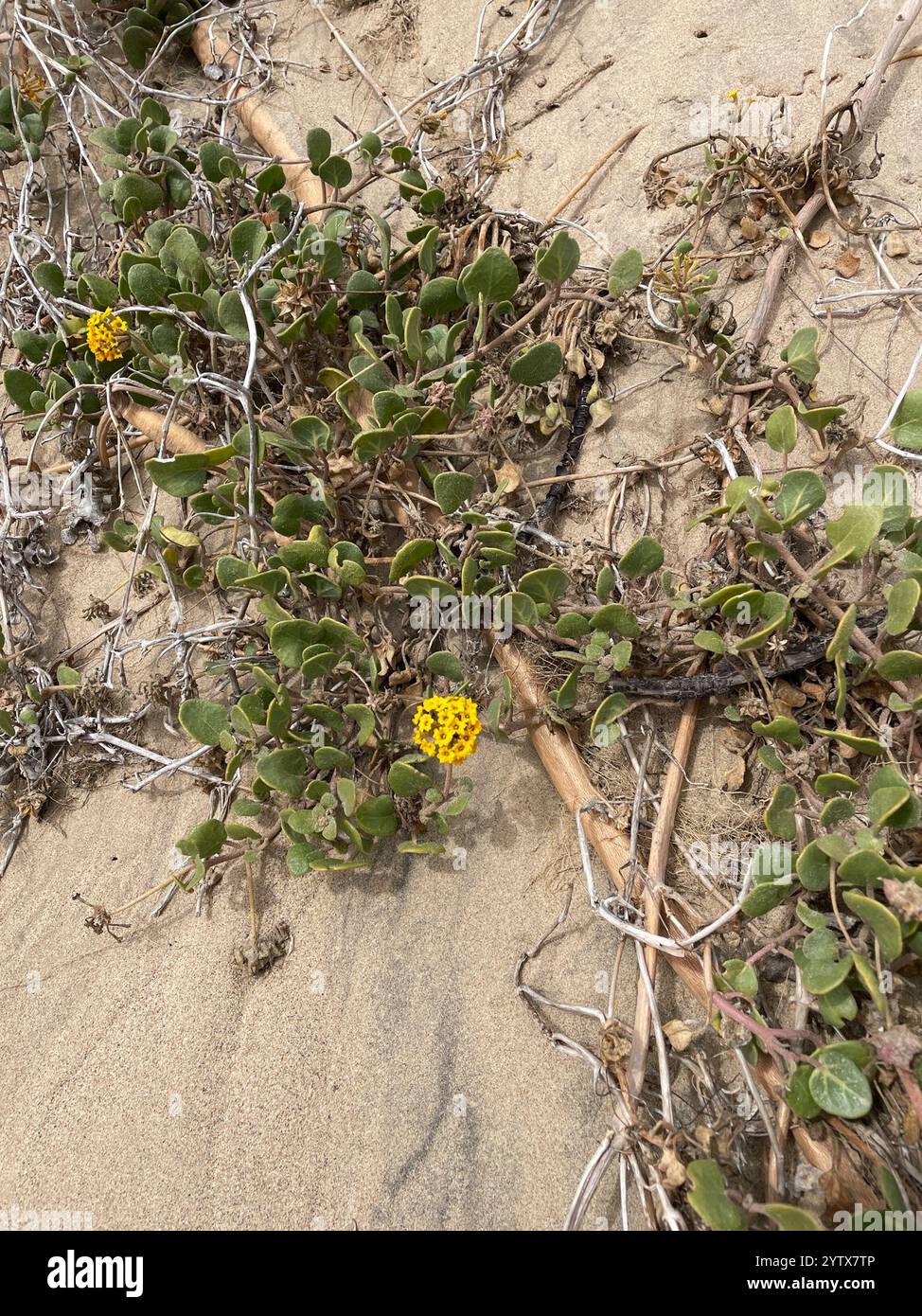 Yellow Sand Verbena (Abronia latifolia Stock Photo - Alamy