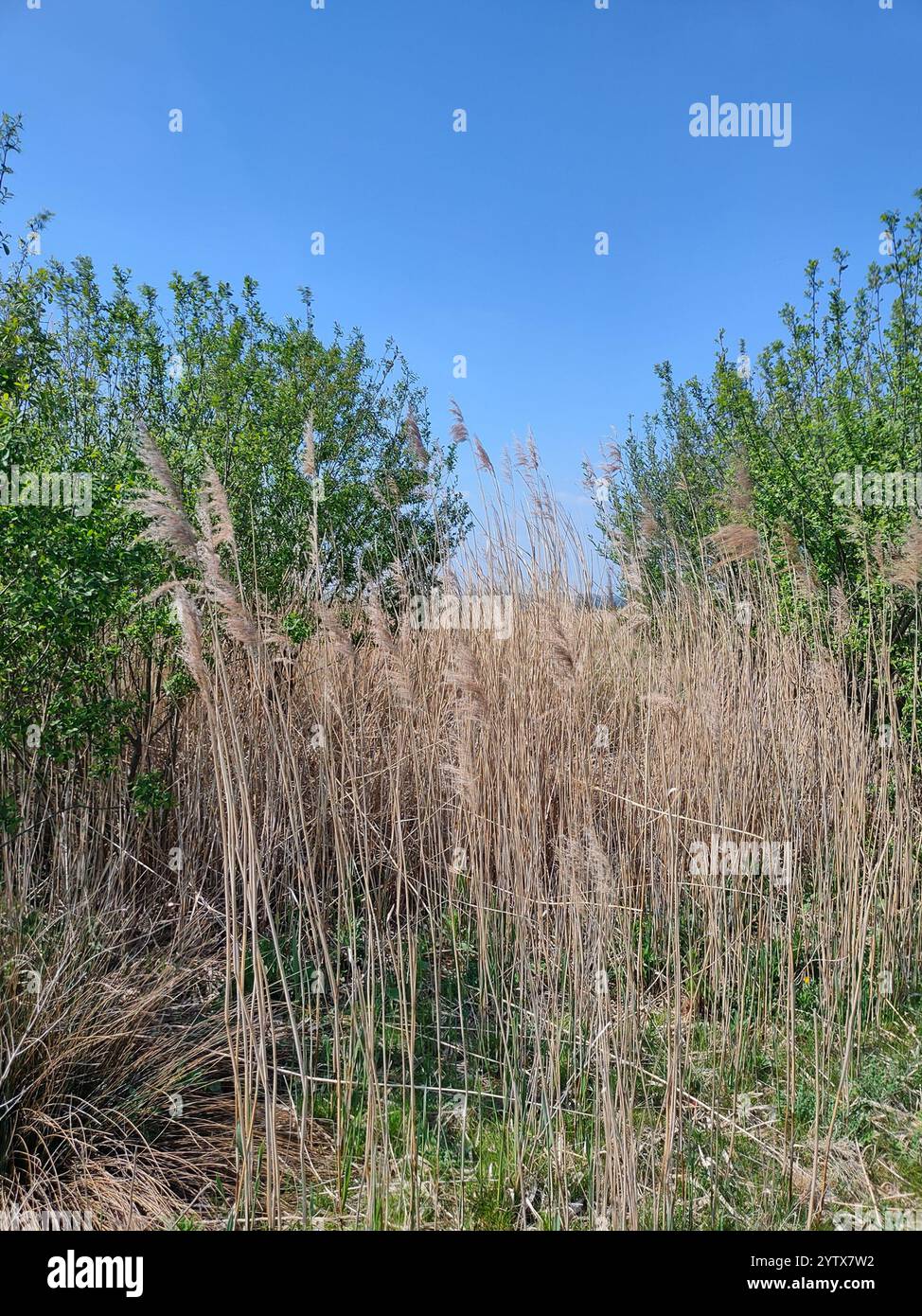 European reed (Phragmites australis australis Stock Photo - Alamy