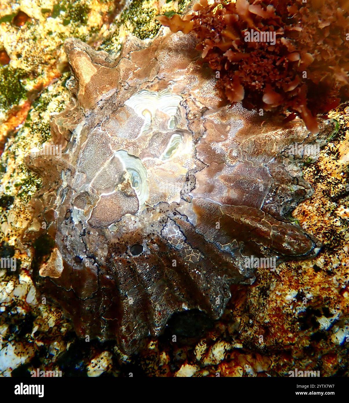 Cymbula hi-res stock photography and images - Alamy