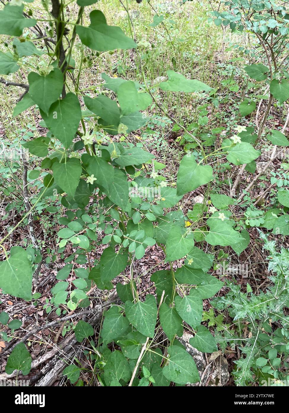 Pearl Milkweed (Matelea reticulata Stock Photo - Alamy