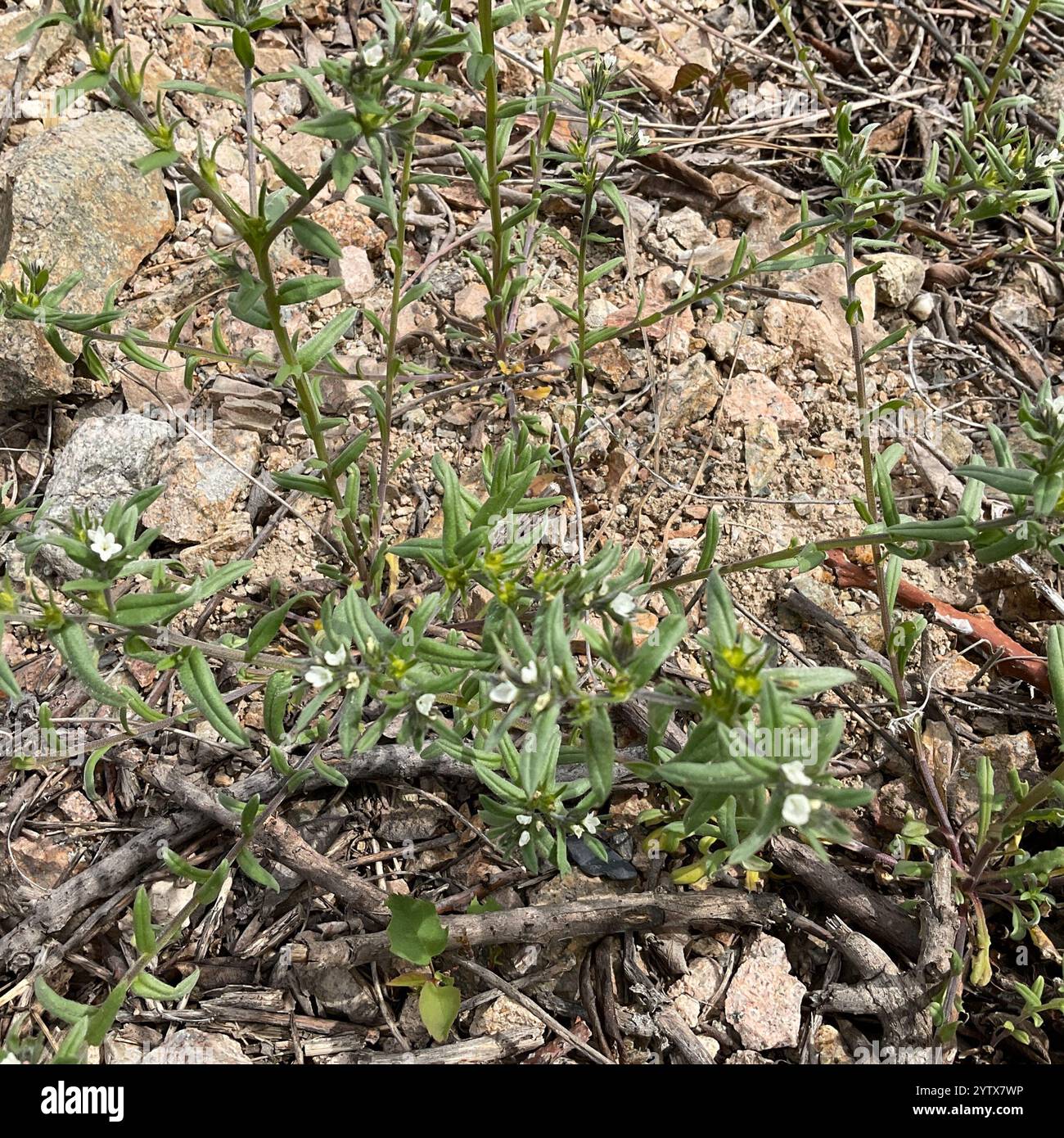 corn gromwell (Buglossoides arvensis Stock Photo - Alamy