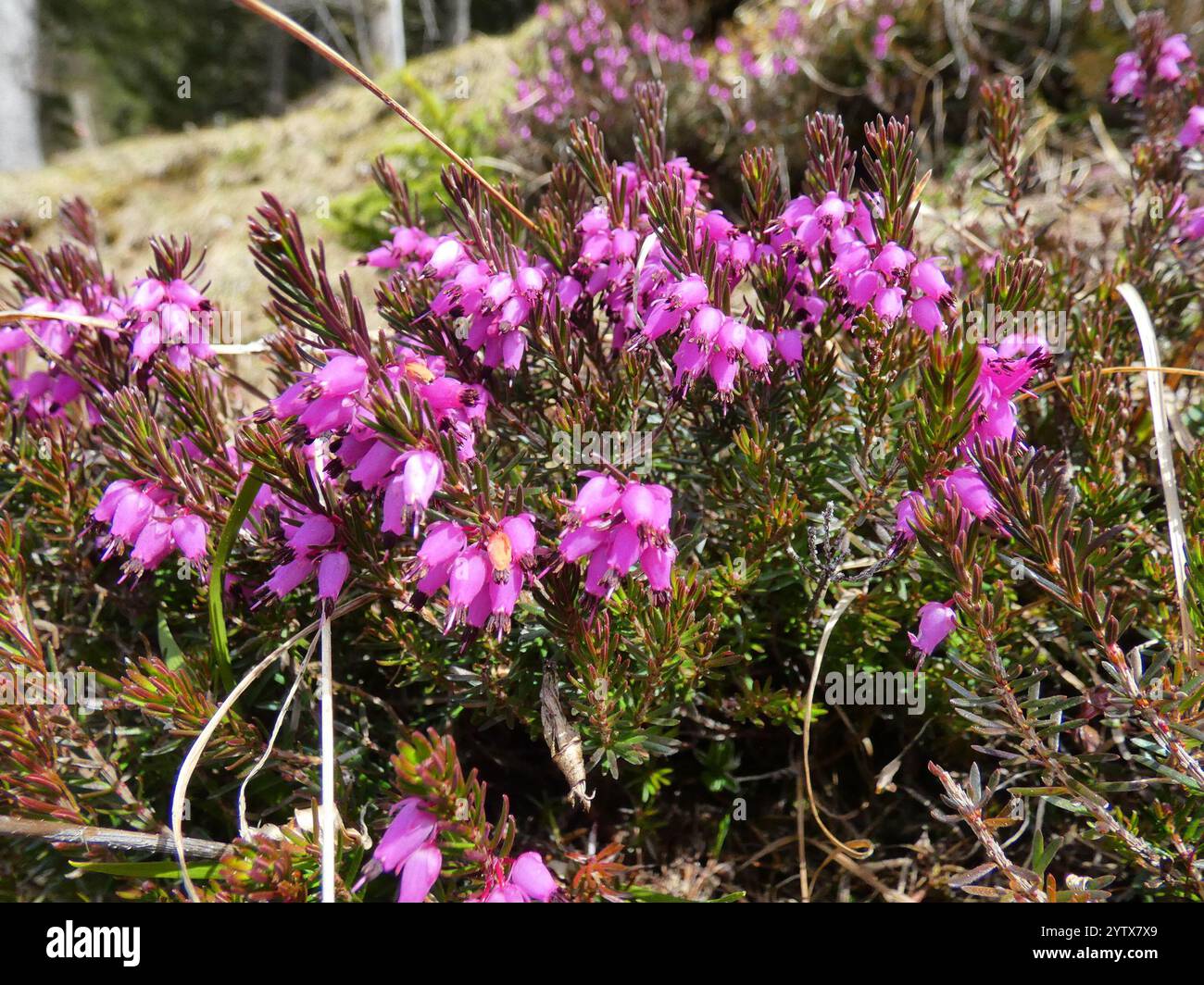 Spring Heath (Erica carnea Stock Photo - Alamy