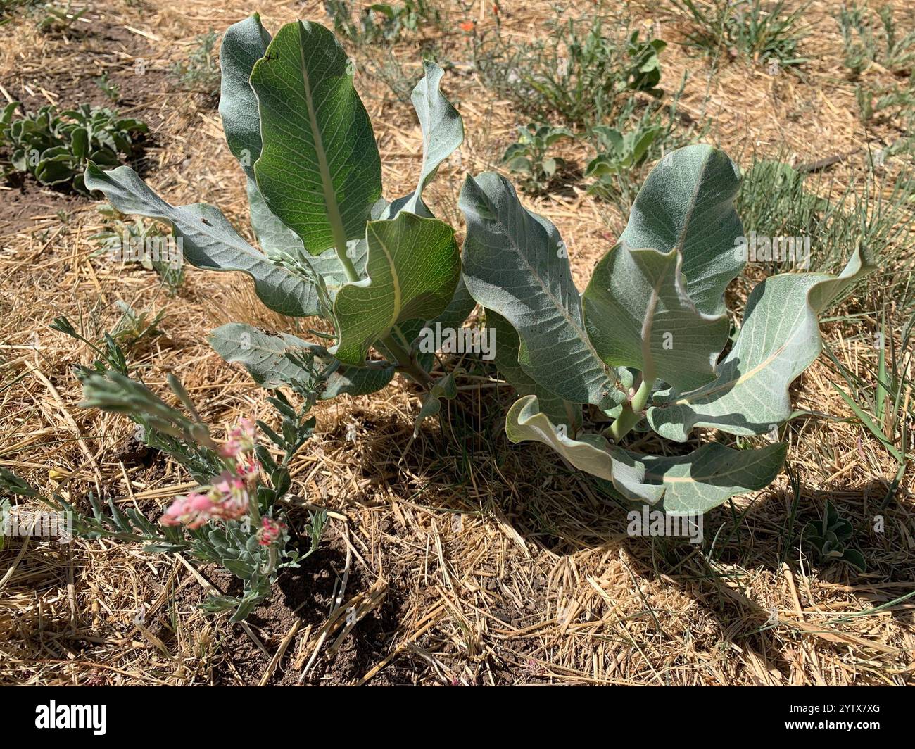 broadleaf milkweed (Asclepias latifolia Stock Photo - Alamy