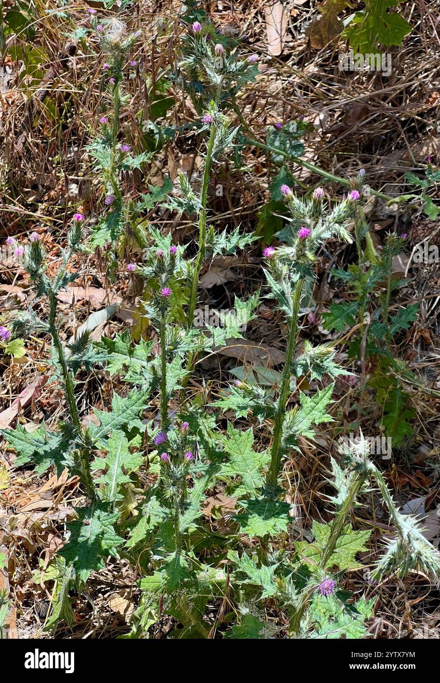 Italian thistle (Carduus pycnocephalus Stock Photo - Alamy