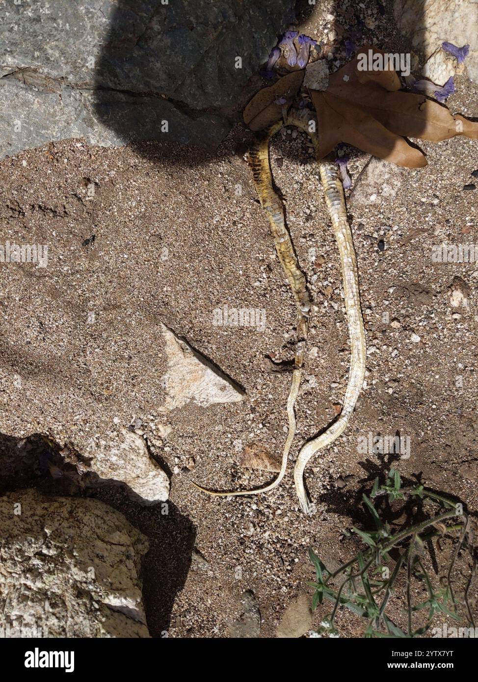 Patchnose snake hi-res stock photography and images - Alamy