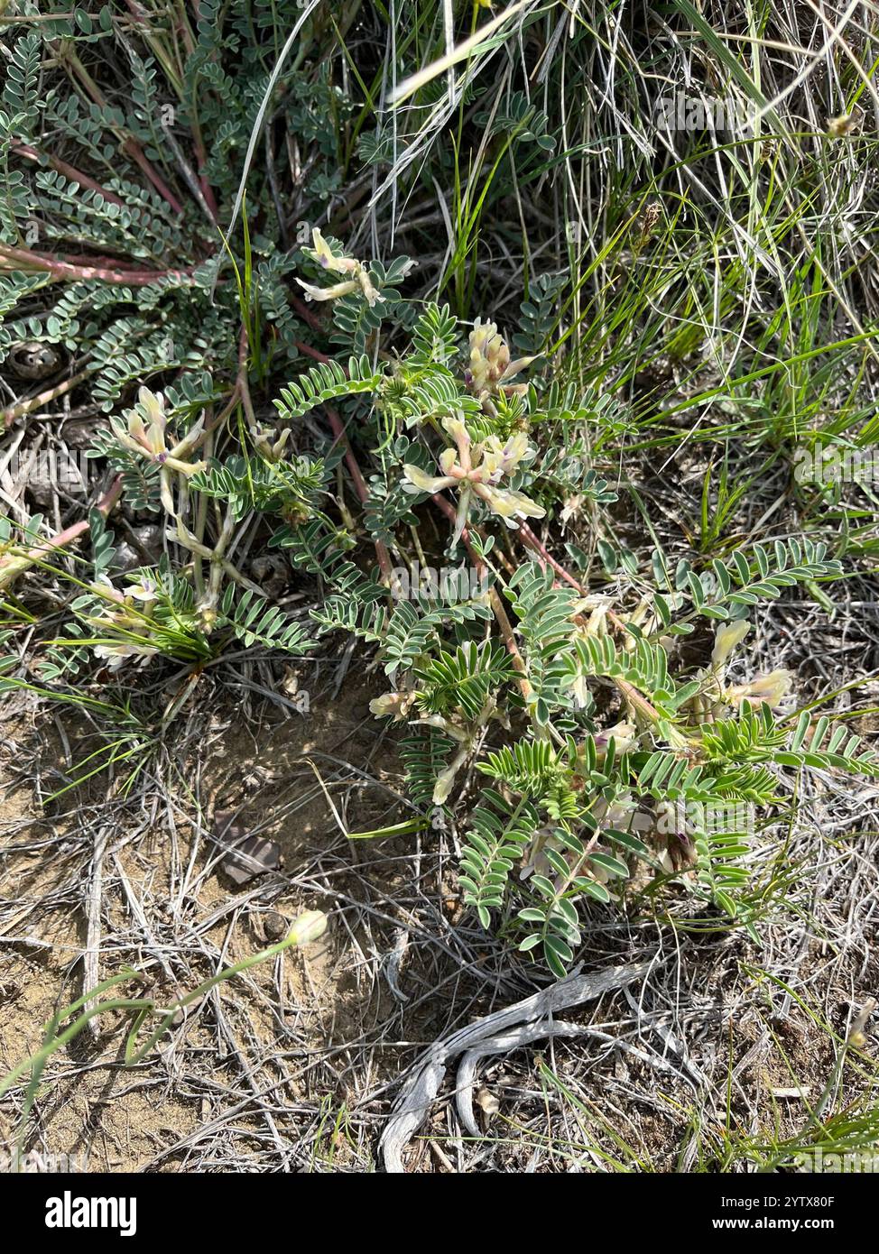 Ground-plum (Astragalus crassicarpus Stock Photo - Alamy
