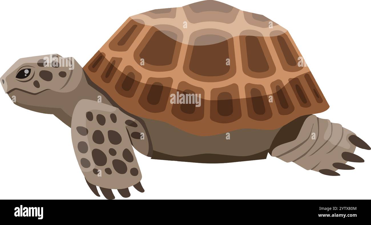 Russian tortoise walking gracefully, revealing its stunning patterned ...