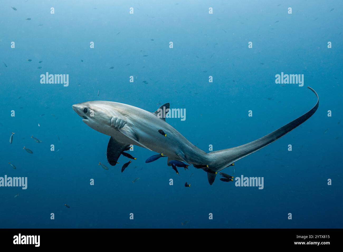 Pelagic Thresher Shark, Alopias pelagicus, Malalpascua Island, Cebu ...