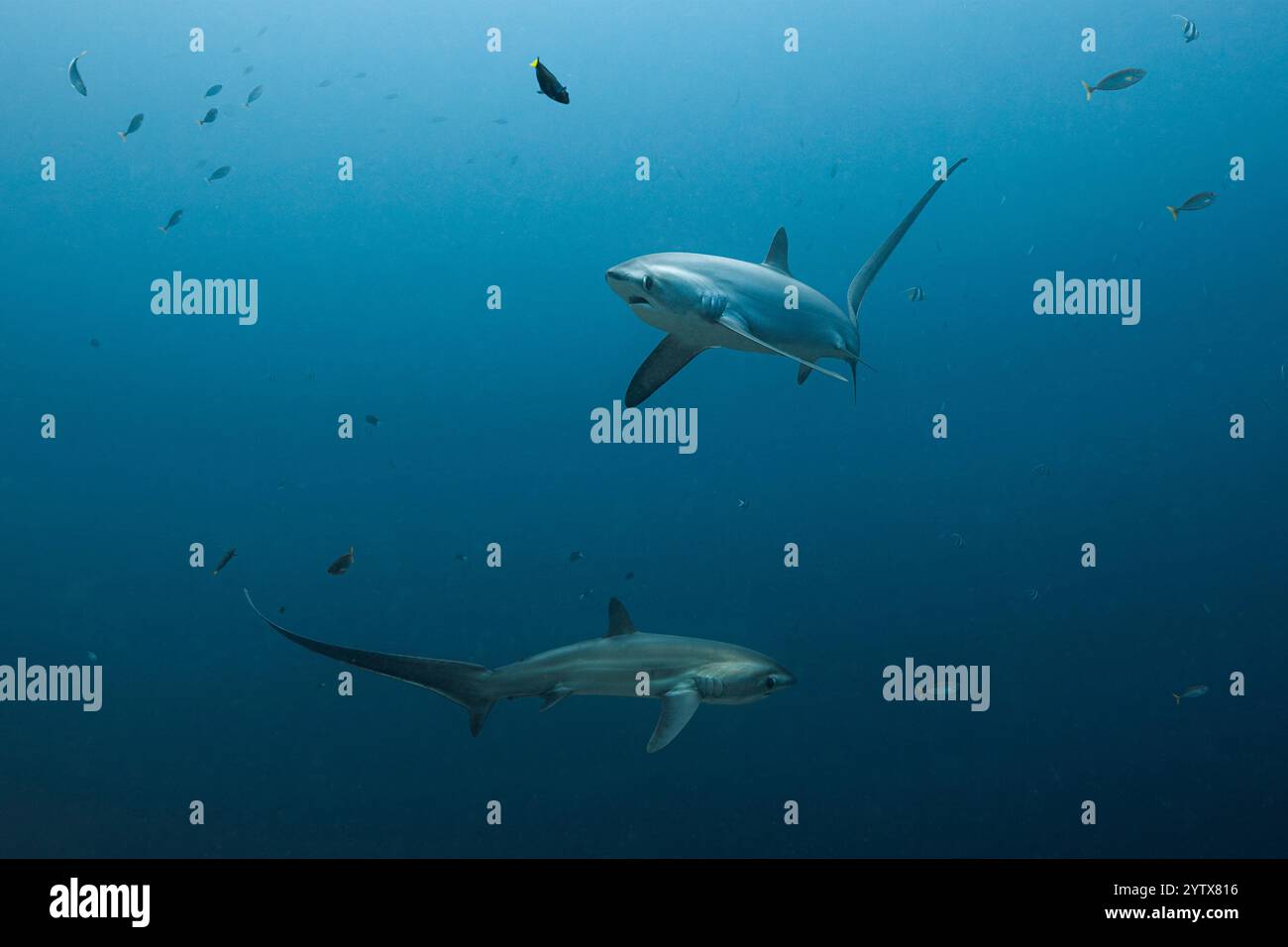 Thresher sharks malapascua island hi-res stock photography and images ...