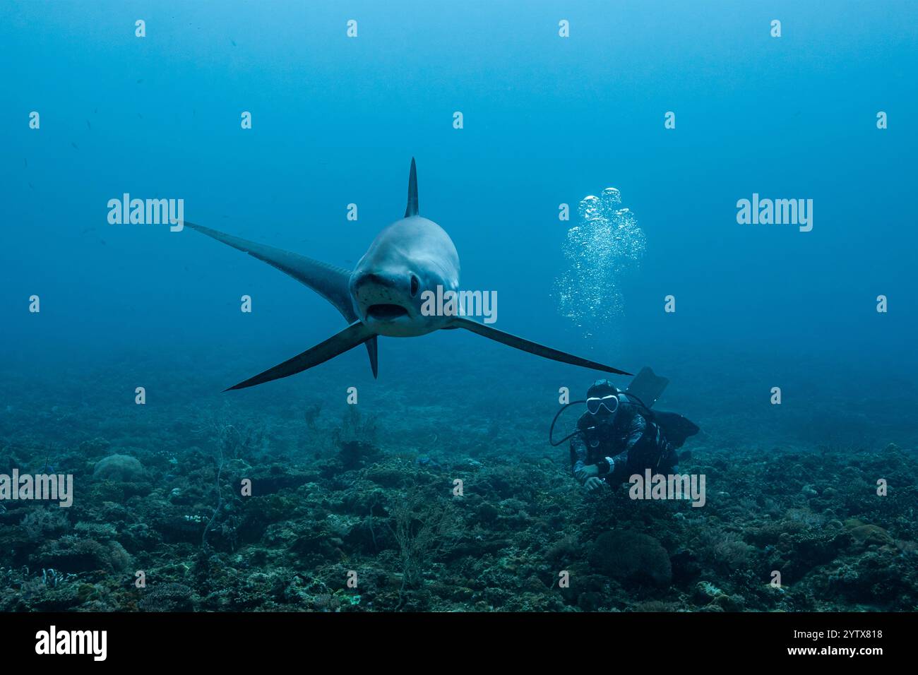 Pelagic Thresher Shark, Alopias pelagicus, Malalpascua Island, Cebu ...